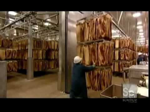 How it's made - BACON - All Things Gym